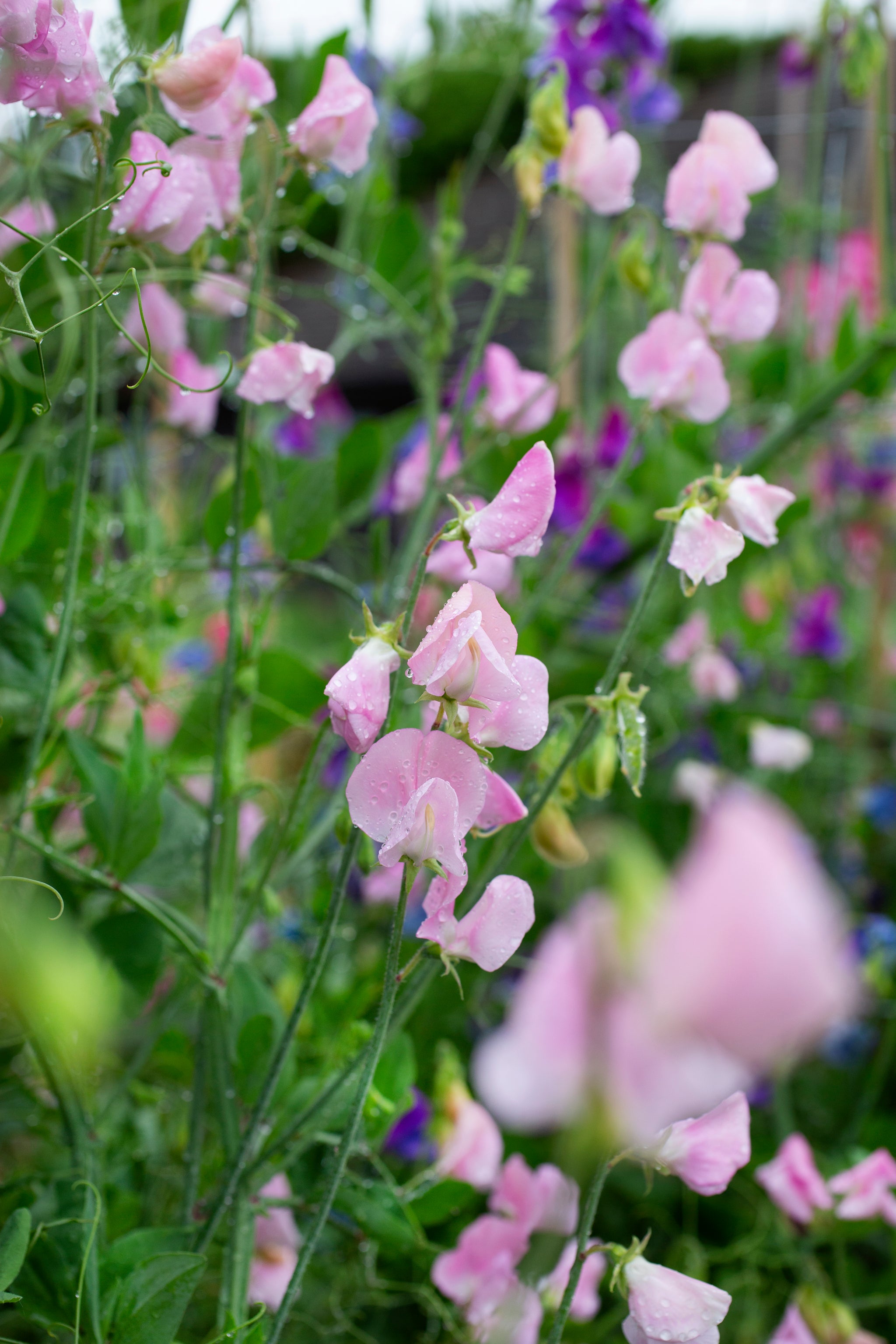 Luktärt Prima Donna – Flower Power