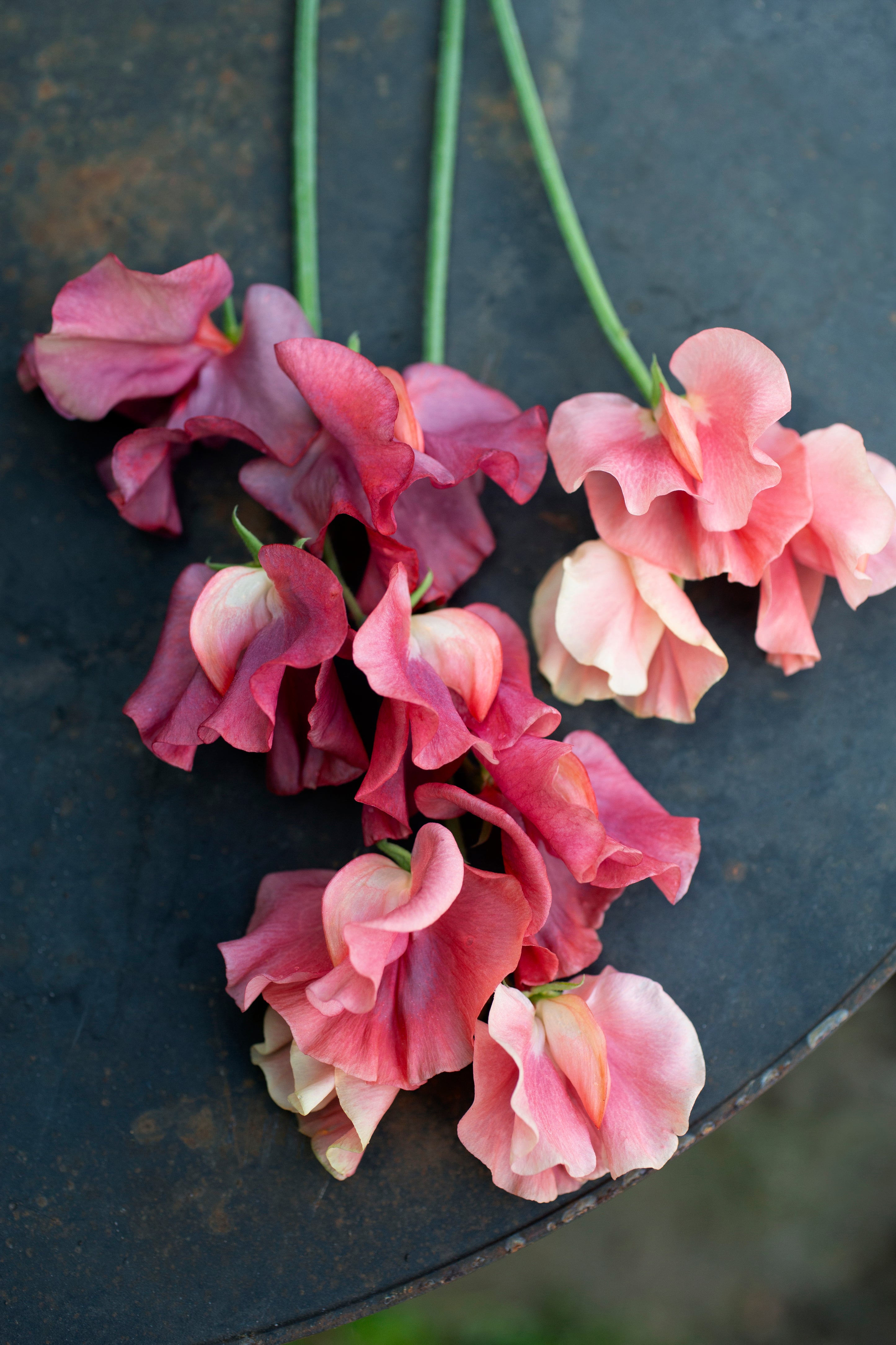 Luktärt Kings Ransom – Flower Power