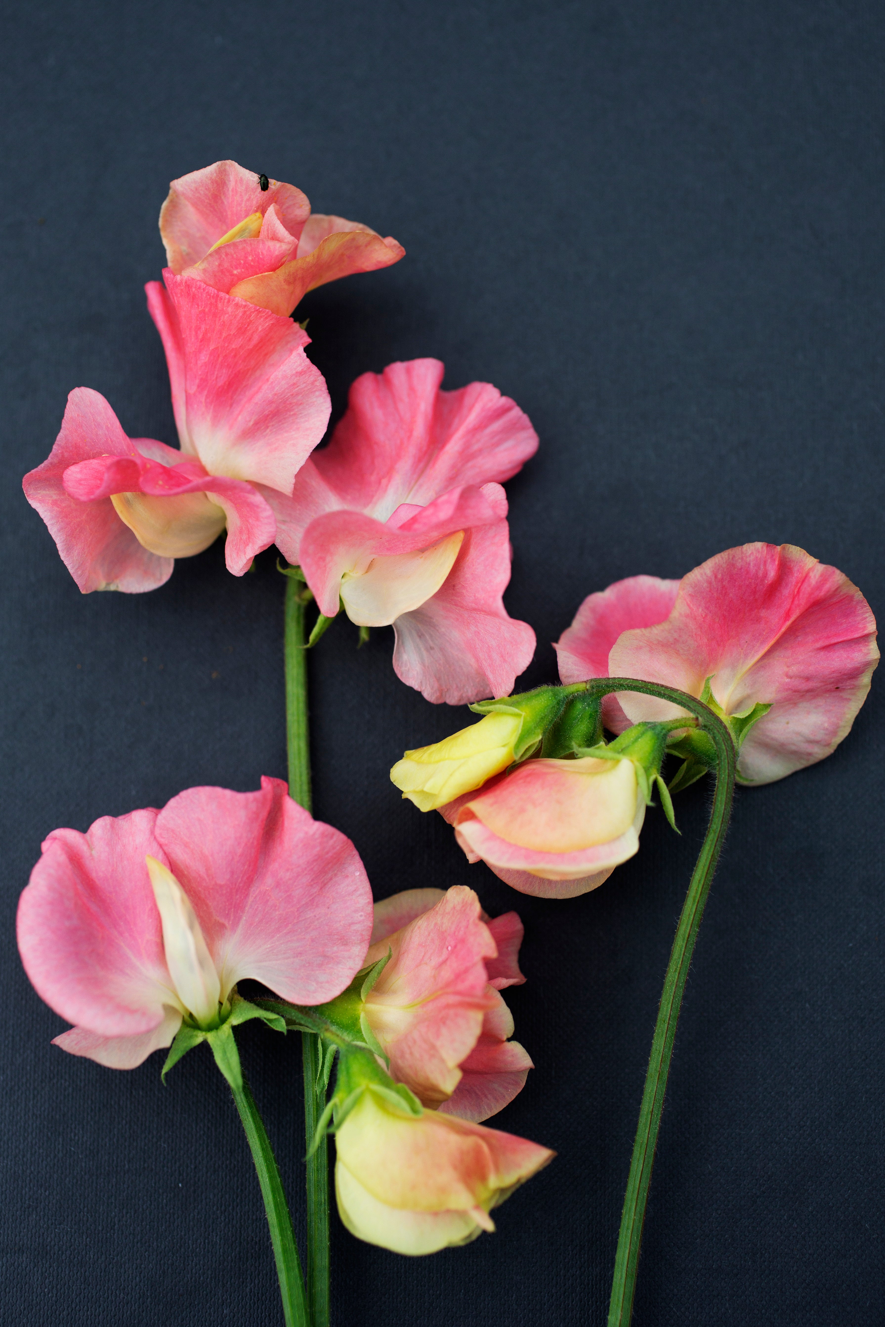 Luktärt Cecilias favoriter 2025 – Flower Power