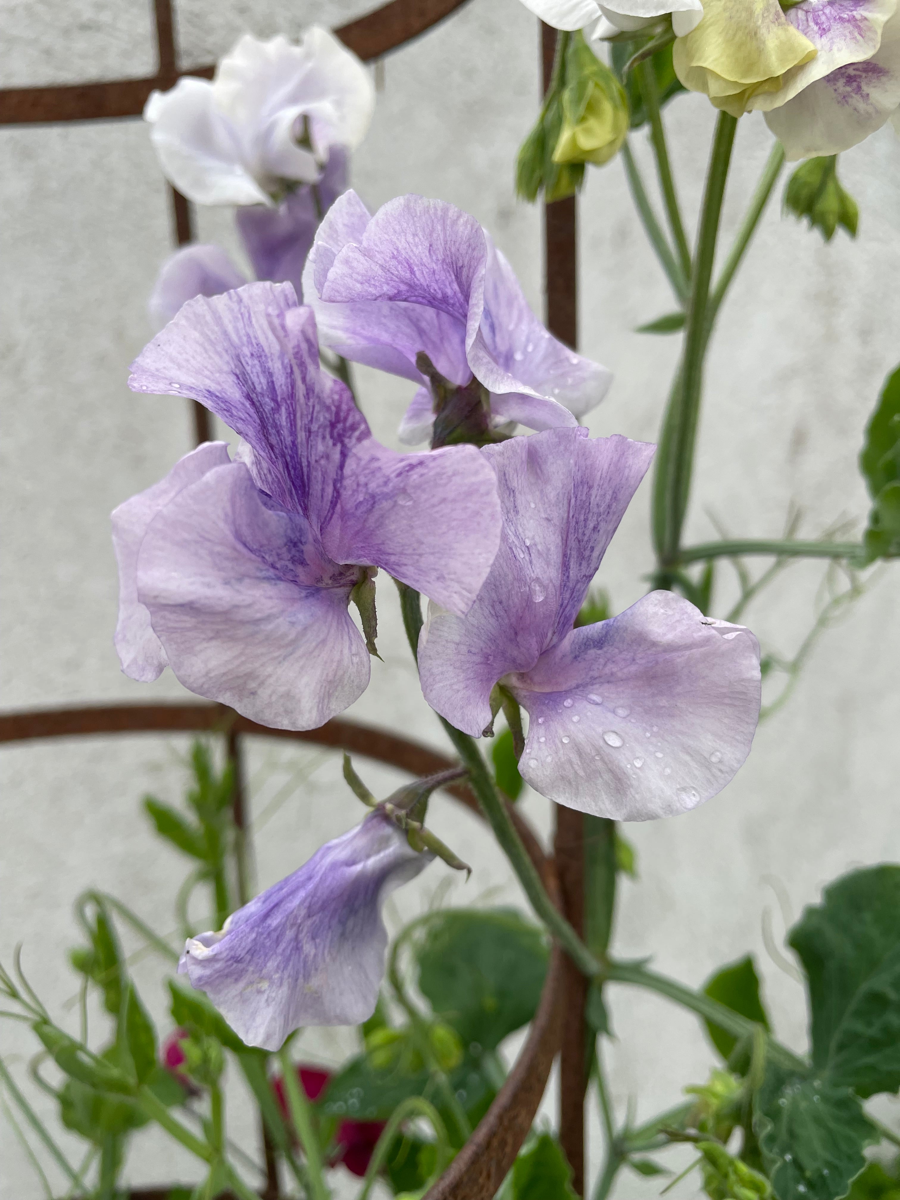 Burlesque – Flower Power