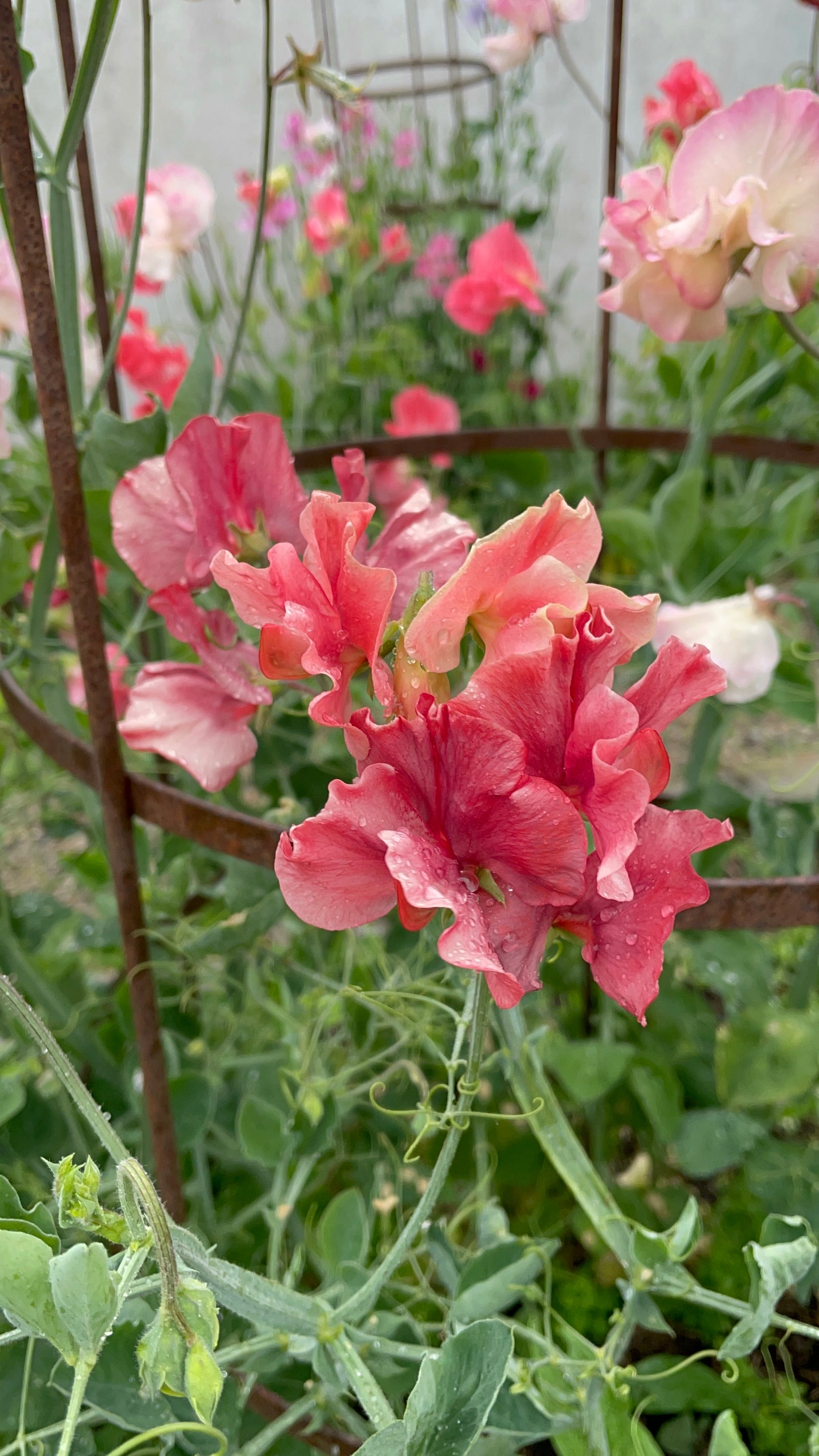Luktärt Kings Ransom – Flower Power