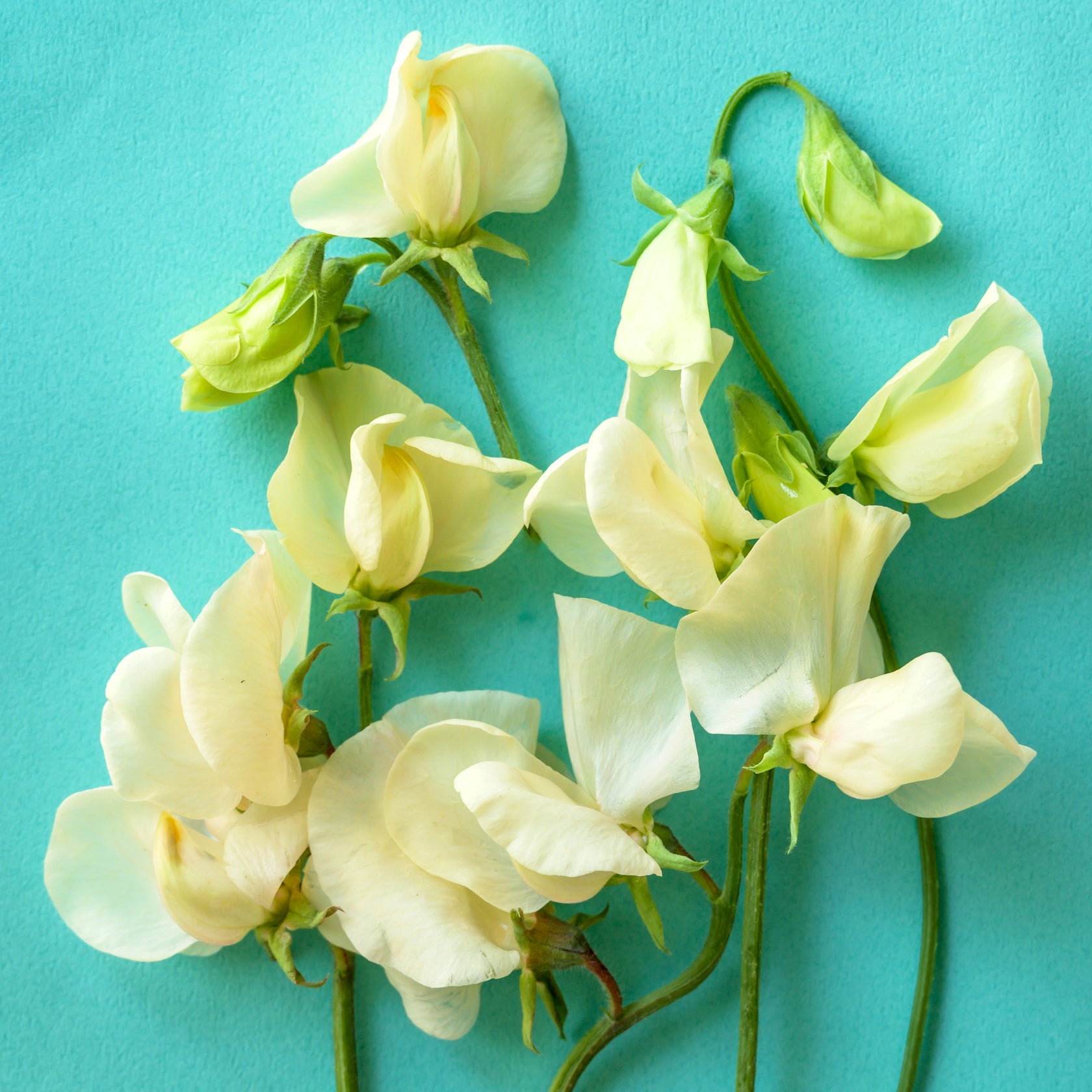Luktärt Juliet – Flower Power