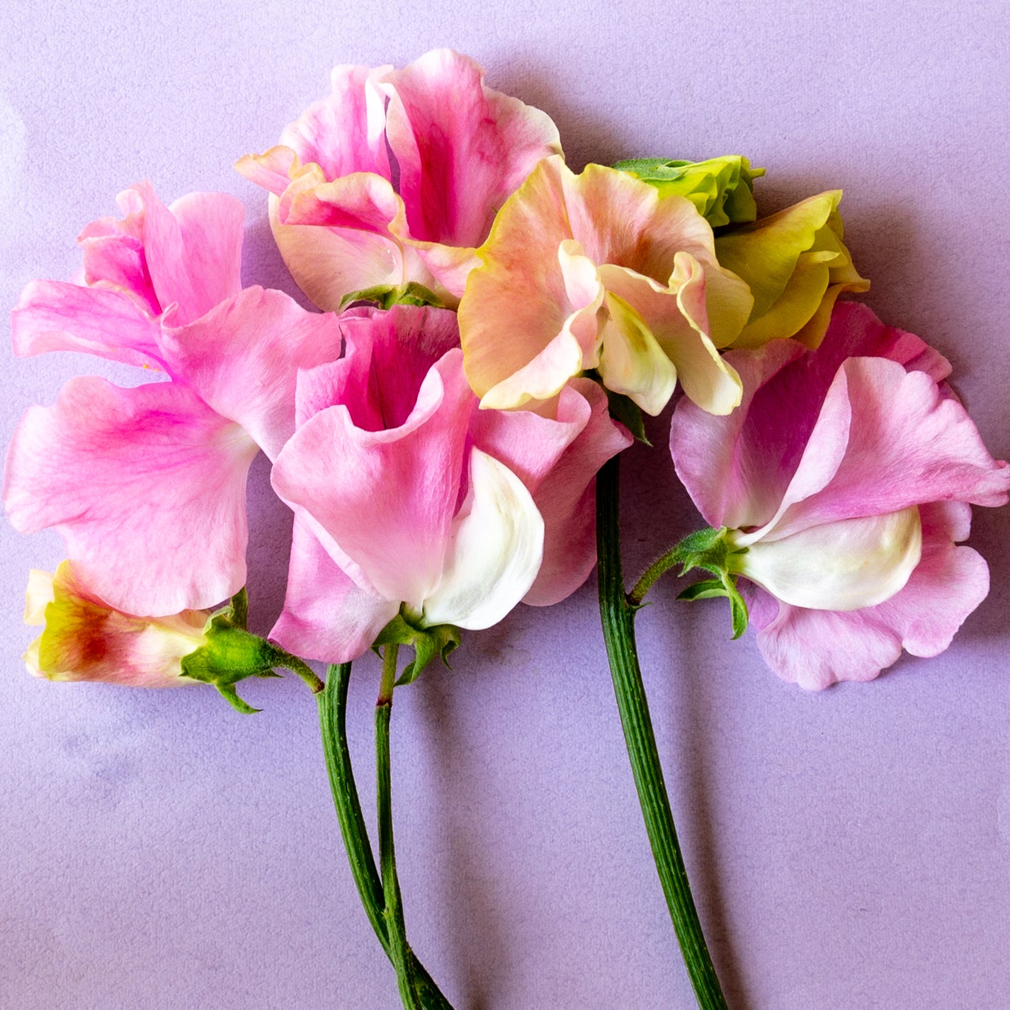 Luktärt Mrs Bernard Jones – Flower Power