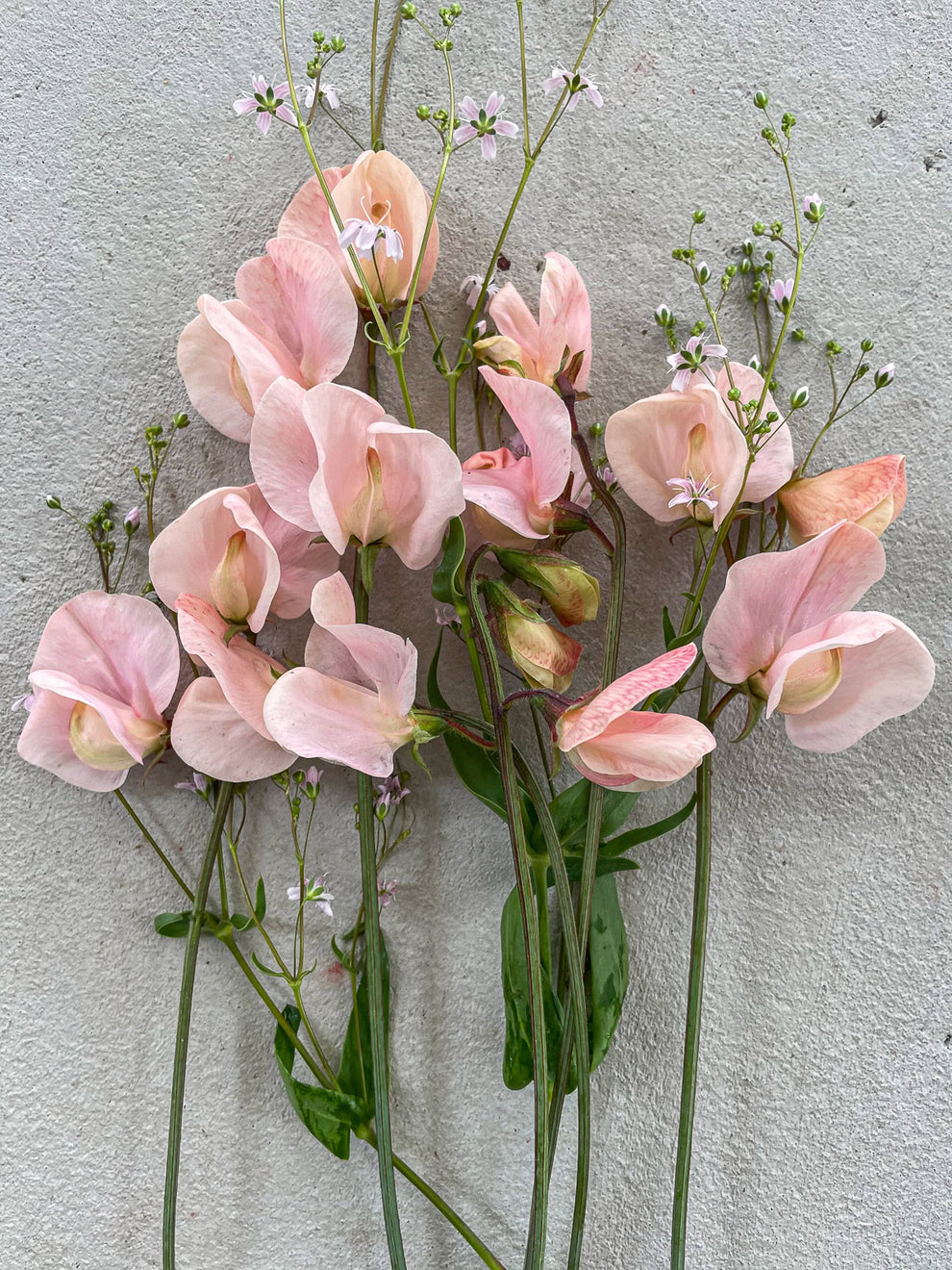 Shell Pink – Flower Power