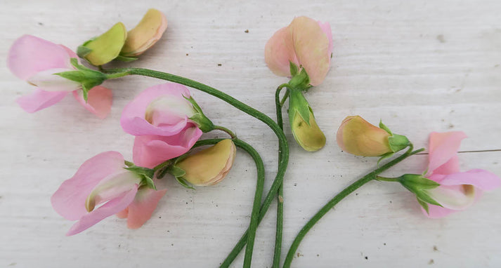 Luktärt Prima Donna – Flower Power