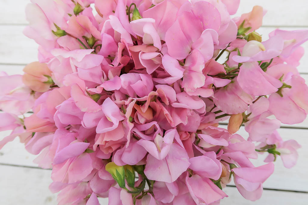 Luktärt Prima Donna – Flower Power